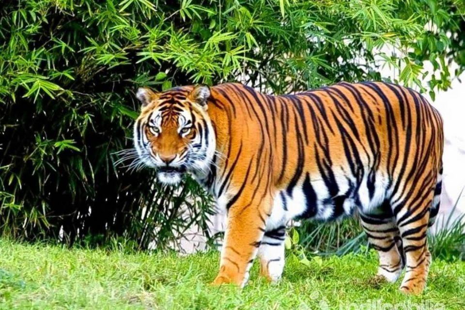 Bandipur National Park (Timings, Entry Fee, Safari, Images, Reviews ...