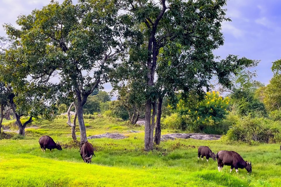 Bandipur National Park (Timings, Entry Fee, Safari, Images, Reviews ...