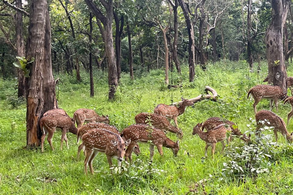 Bandipur National Park (Timings, Entry Fee, Safari, Images, Reviews ...