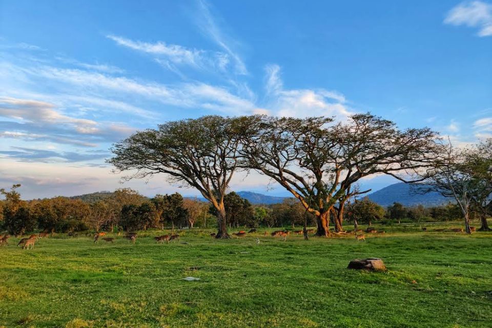Bandipur National Park (Timings, Entry Fee, Safari, Images, Reviews ...